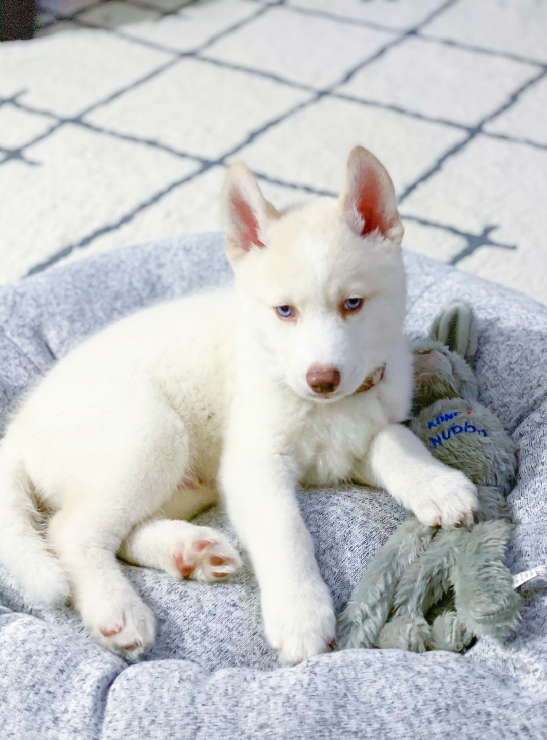 New Puppy Shopping List Complete Checklist For New Puppy Parents new-puppy-shopping-list-complete-checklist-for-new-puppy-parents