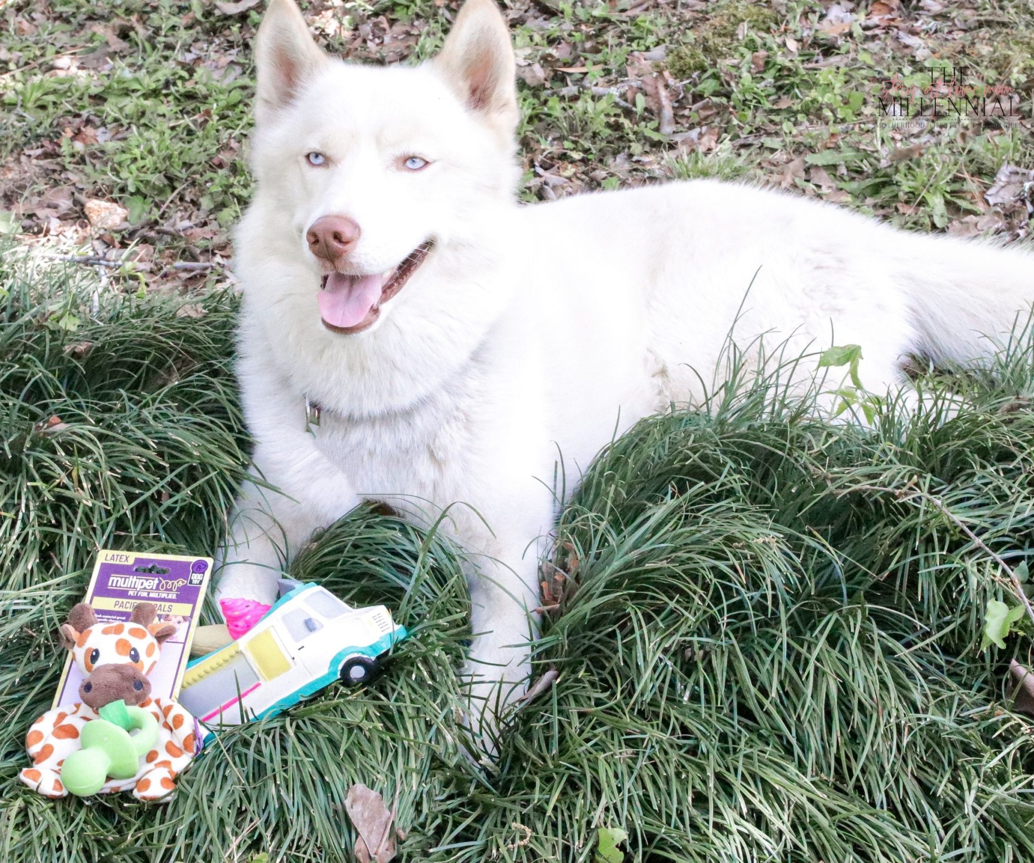 Spring Essentials For Dogs: 8 Must-Have Products - TMSAHM